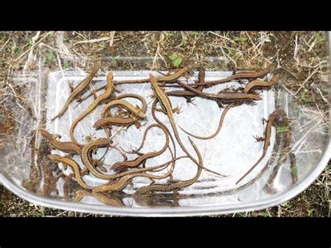 カナヘビを大量に捕まえる簡単な方法 カナヘビの捕まえ方のコツなど教える YouTube
