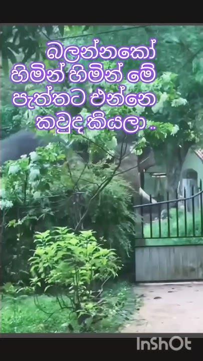 බලන්නකෝ හෙමින් හෙමින් මේ පැත්තට එන්නෙ කවුද කියලා 🤗🤗🤗🤗🤗🤗🤗 Travel Elephant Srilanka Subscribe