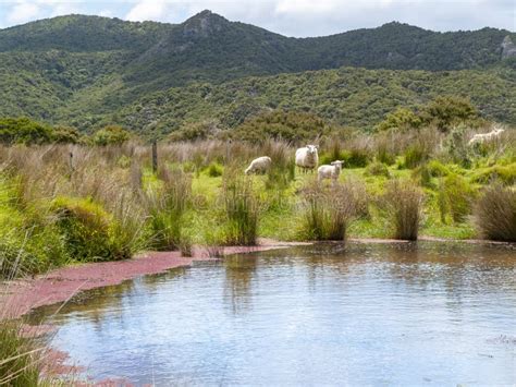 Three Sheep Standing Among Reeds Near Small Pond Stock Image Image Of