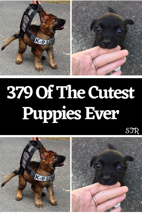379 Of The Cutest Puppies Ever Artofit