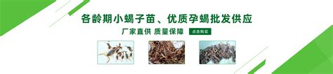 各龄期小蝎子苗，优质孕蝎批发供应