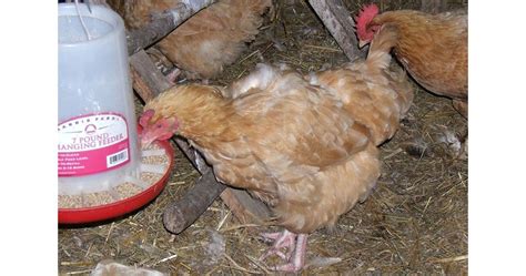 Фураж за бройлери на проскубаните носачки Български Фермер