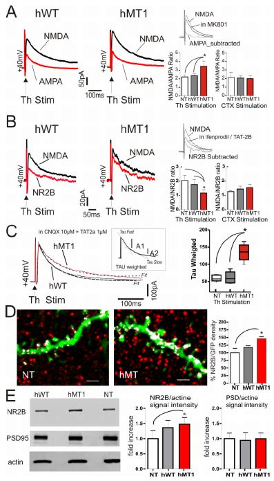Selective Increment Of Nr2b Mediated Current In Hmt1 Mice Download