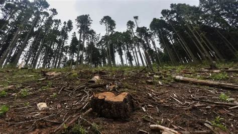 Qué es el Cártel de los Talamontes y por qué preocupa en Morelos Infobae