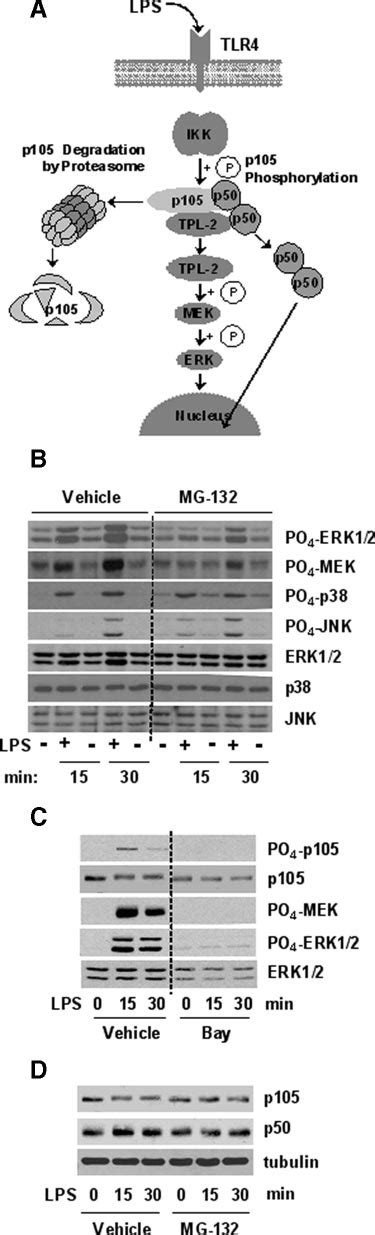 Selective Regulation Of Lps Erk Pathway By The Proteasome Through