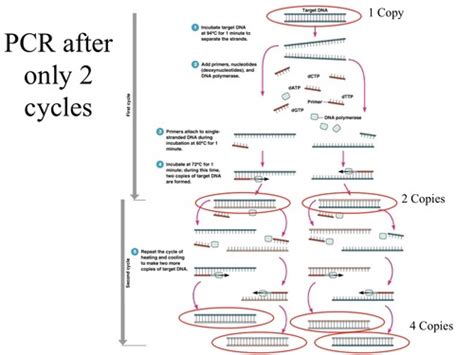 Final Lab Exam PCR DNA Fingerprinting Flashcards Quizlet