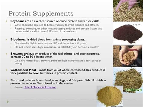 Ppt Feeding Ruminants Powerpoint Presentation Free Download Id1775321