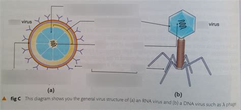 Ial Biology 6a 1 Viruses Diagram Quizlet