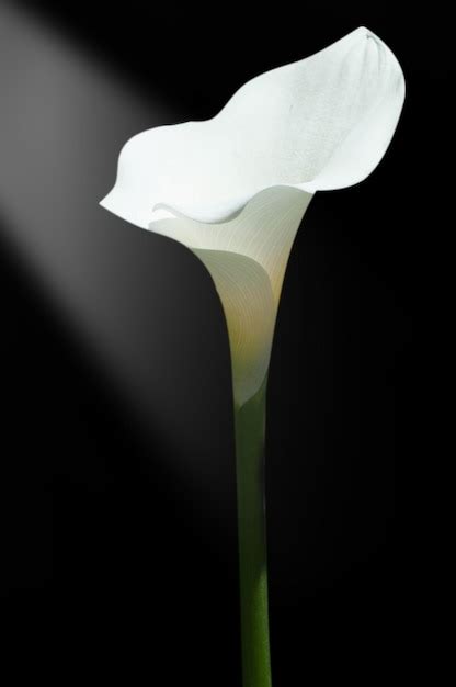 White Calla Lily Premium Ai Generated Image