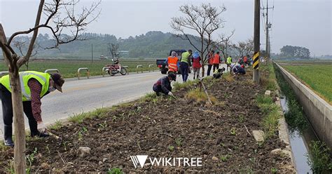 김제시 청하면 도로변에 심어진 해바라기 위키트리