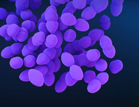 Vancomycin Resistant Enterococcus Infection