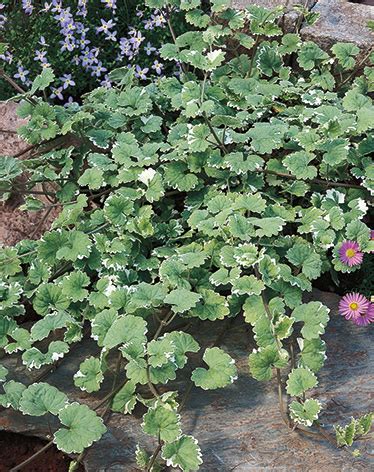 Creeping Charlie Ground Cover