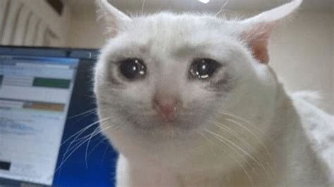 The Crying Cat Meme And Origin Explained