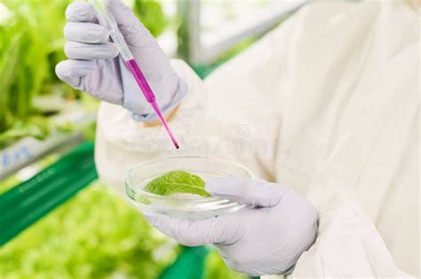 Close Up Of Gloved Hands Of Scientist Dropping Liquid Substance On