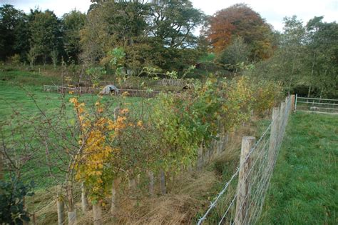 Sequestering Soil Carbon By Planting Hedgerows Agricology