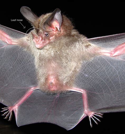 Leaf Nosed Bats — Cucusonic
