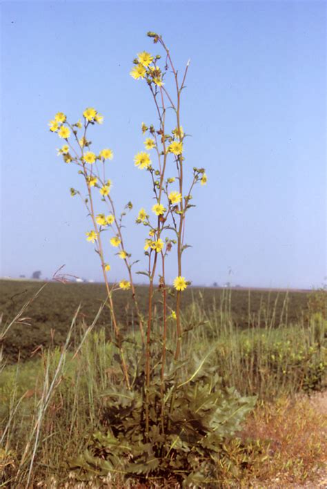 Silphium Asteraceae