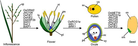 Schematic Representation Of Structures Involved In Rice Reproduction Download Scientific