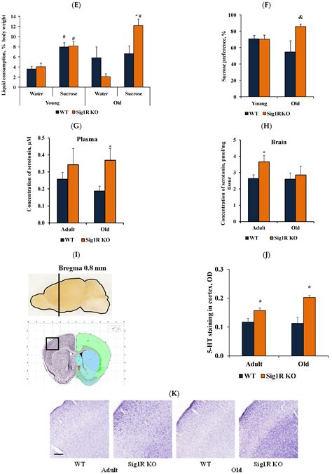 Biomedicines Free Full Text Antidepressive Like Behavior Related