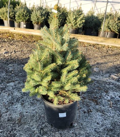 Spruce Trees For Sale Online Multiple Varieties Available — Gardens