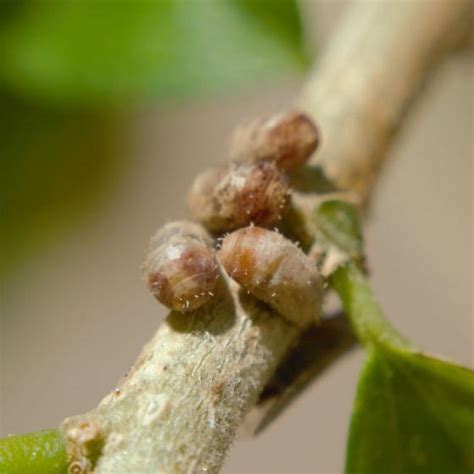 Brown Bug Bugguide Net