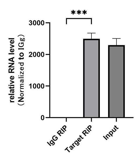 Rna Rip