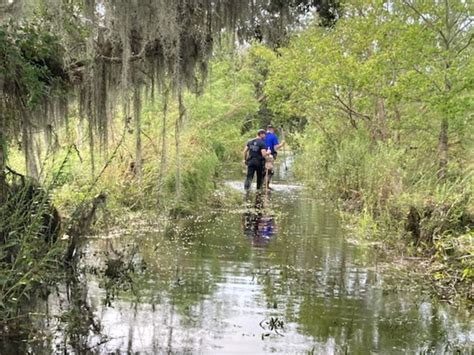 Louisiana Alligator In Hurricane Ida Attack Found With Human Remains In