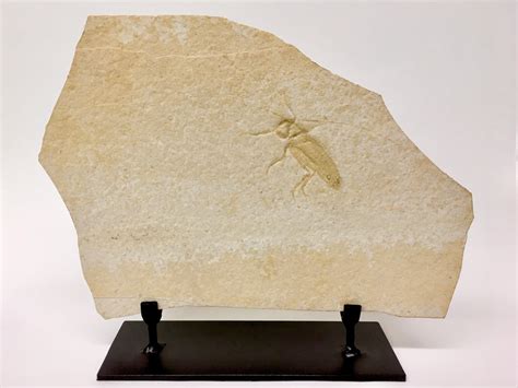 Grasshopper Fossil 12and3 4 Pycnophlebia Robusta Darwin And Wallace