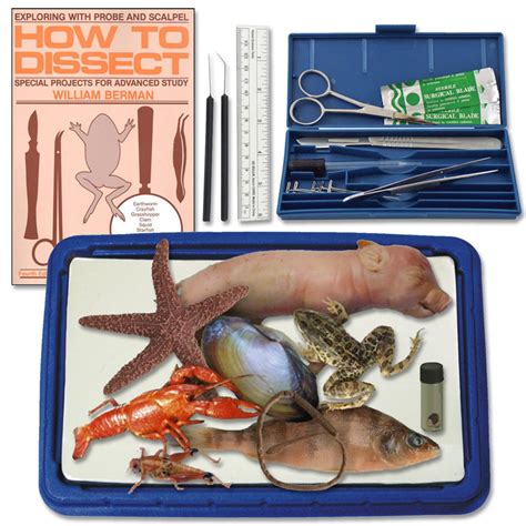 Science Dissection Tools At Kaitlyn Guest Blog
