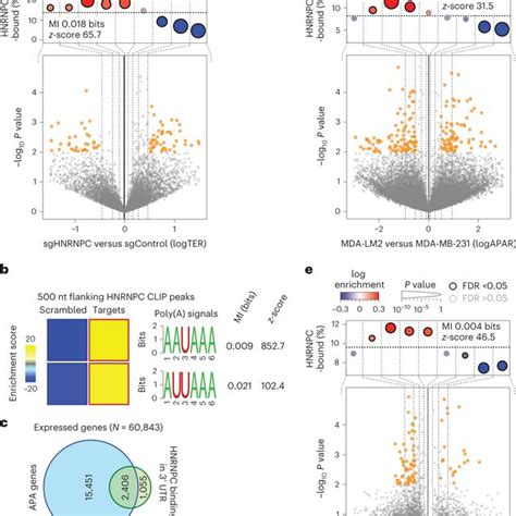 Pdlim5 Acts Downstream Of Hnrnpc To Suppress Breast Cancer