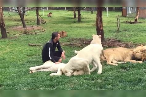 猎豹背后偷袭饲养员，被老虎一掌拍飞，虎：奶爸你也敢吃？偷袭猎豹老虎