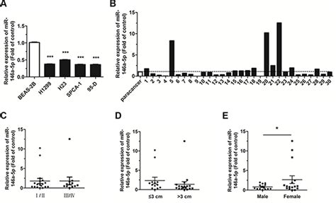 Mir 146a 5p Inhibits Cell Proliferation And Cell Cycle Progression In