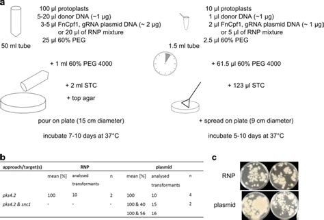 Downscaling The Transformation Procedure A Comparison Of Medium And Download Scientific