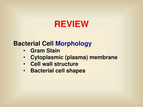 Ppt Streptococcus And Enterococcus Overview Morphology Physiology And Antigenic Structure
