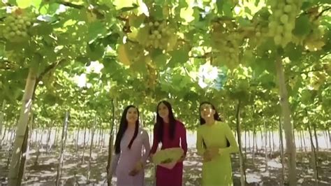 Có Gì Tại Lễ Hội Nho Và Vang Ninh Thuận Năm 2023