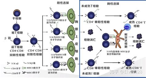 免疫学 02 免疫相关器官介绍 知乎