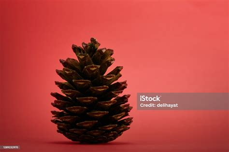 복사 공간이있는 빨간색 배경에 소나무 콘 크리스마스 장식 0명에 대한 스톡 사진 및 기타 이미지 0명 계절 단순함