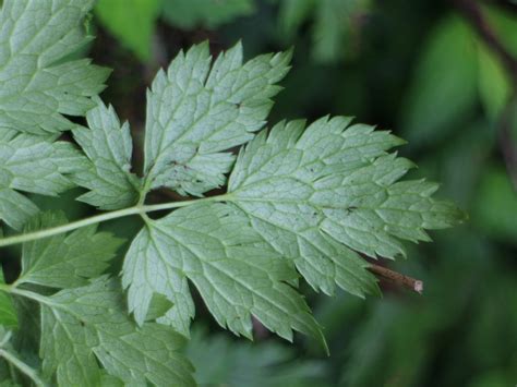 Actaea Simplex Baneberry Bugbane North Carolina Extension Gardener
