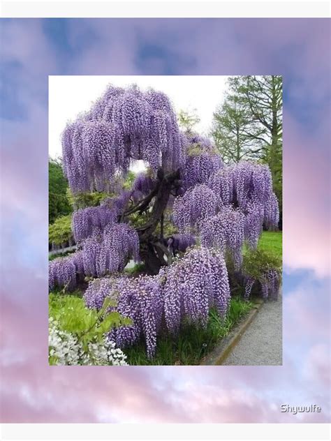 Weeping Lilac Tree Sticker For Sale By Shywulfe Redbubble