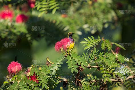 粉扑或头粉扑上的小镶边