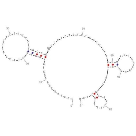 Anti Colorectal Cancer Serum Aptamer [seq 2] Biotin A321151
