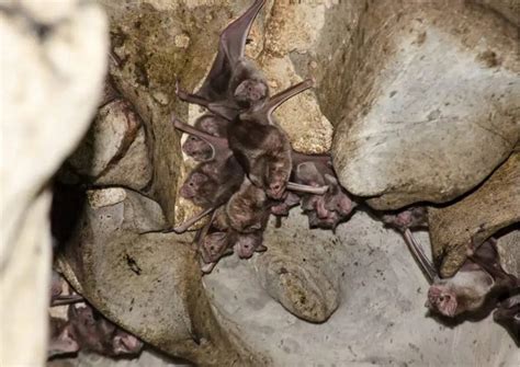 Vampire Bat Facts Animalbehaviorcorner