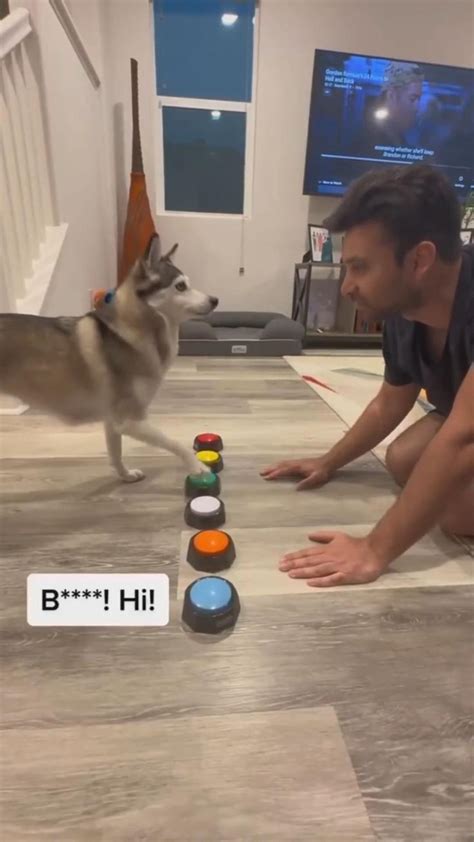 Sapphie And Daddy Communicate Using Buttons Video Funny Dogs Cute