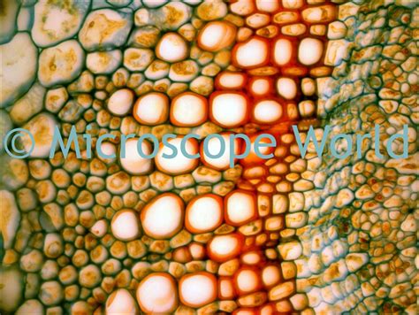 Microscope World Blog Monocot Under The Microscope