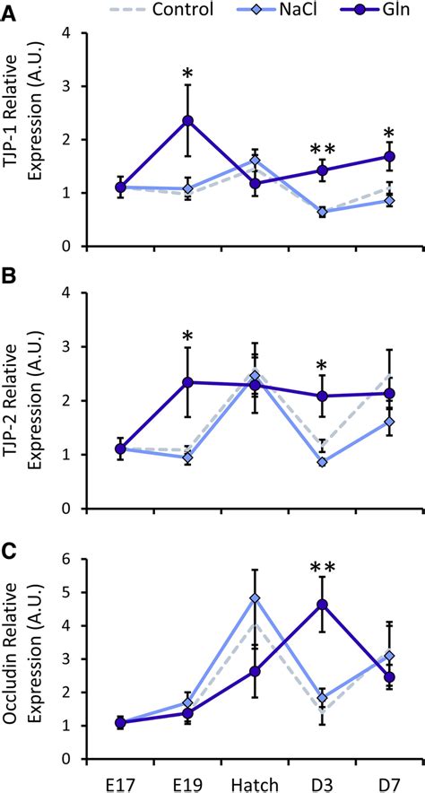 Intra Amniotic Administration Of L Glutamine Enhances Tight Junction