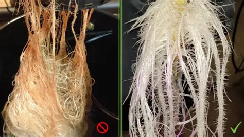 How To Avoid Root Rot In Hydroponics System