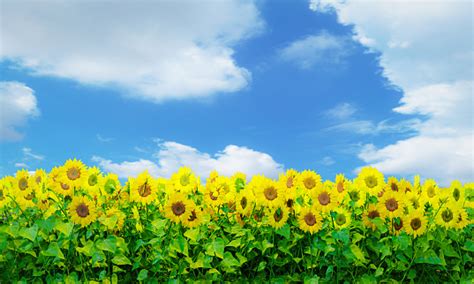 꽃밭 맑은 날에는 하얀 구름 푸른 하늘에 만개하는 해바라기 노란 꽃잎이 많다 밝은 햇빛 해바라기 밭의 전망 또는 풍경 3d