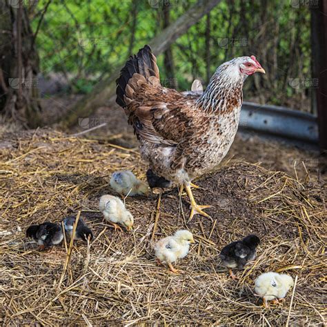 母鸡和小鸡素材 花瓣网