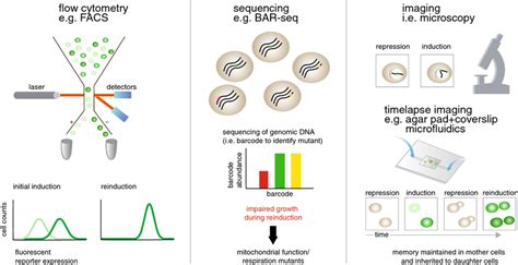 Three Methods To Analyze Single Cell Transcriptional Memory In Yeast