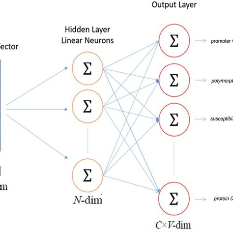 Representation of the skip-gram (SG) model with target word gene at the ...